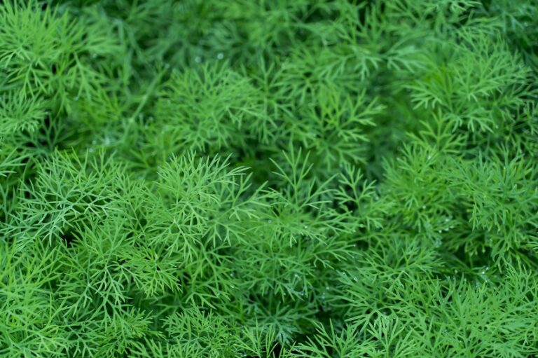 Proč se vyplatí jíst kopr | Zdravestravovani.eu