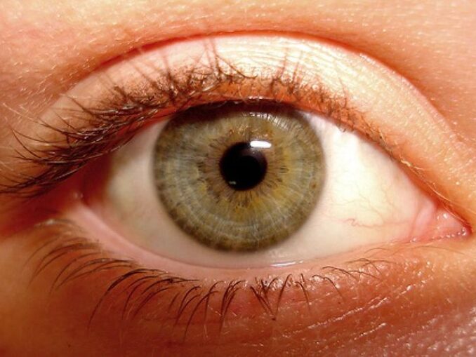 Zdravotní přínosy světlíku lékařského | Zdravestravovani.eu