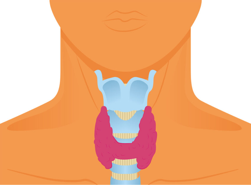 Hyperfunkce štítné žlázy a její projevy | Zdravestravovani.eu