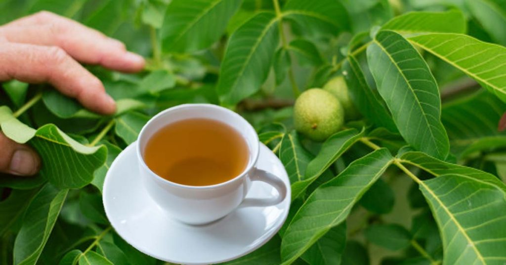 Listy ořešáku jsou přírodním elixírem | Zdravestravovani.eu