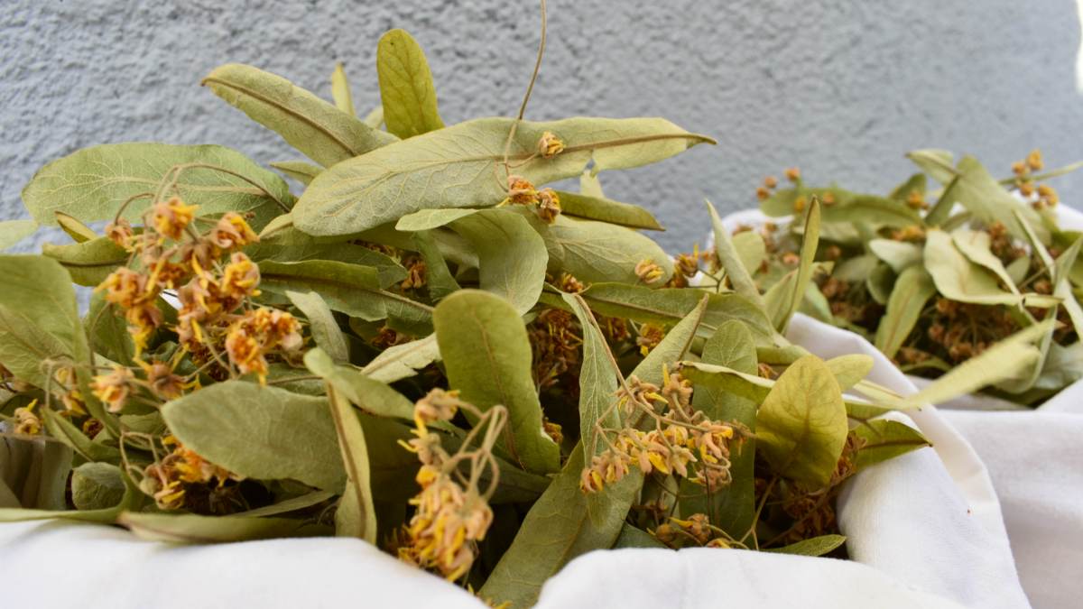 Zdravotní využití lipových listů | Zdravestravovani.eu