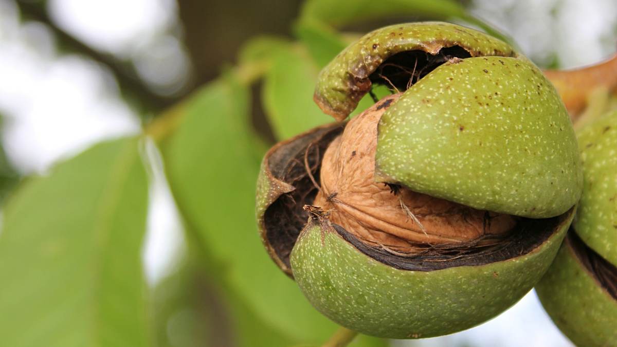 6 přínosů vlašských ořechů na lidské zdraví