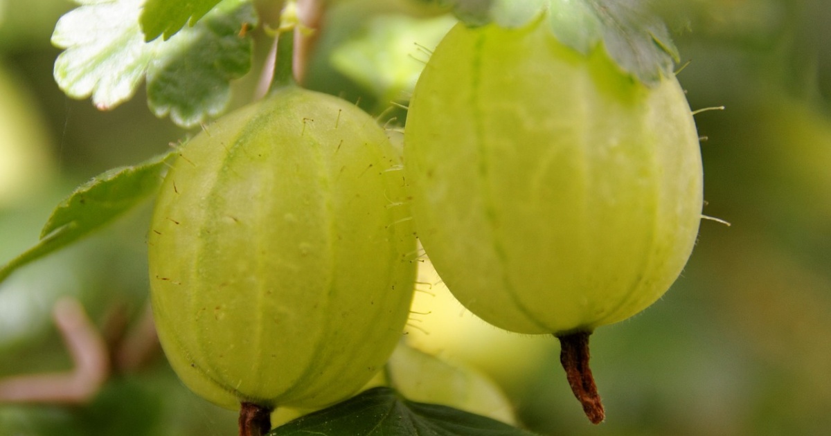 Zdravotní výhody konzumace angreštu, které by měl znát každý