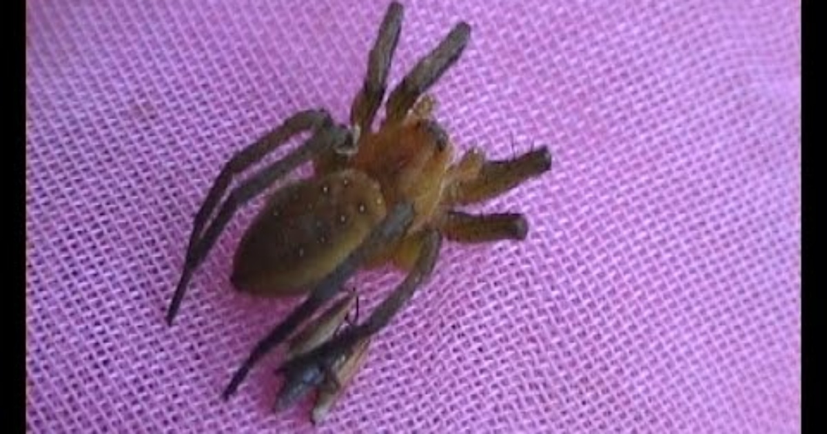 Evropští odborníci varují před výskytem nebezpečného pavouka