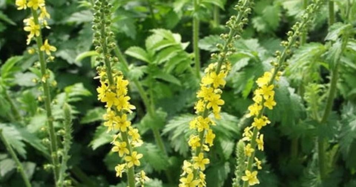 Tato zdánlivě obyčejná bylinka je podle lékařů zlatý poklad
